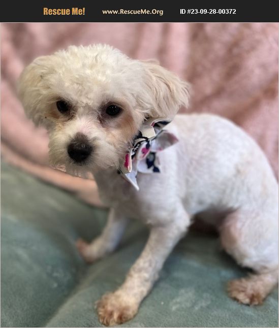 ADOPT 23092800372 ~ Maltese Rescue ~ Fort Myers, FL