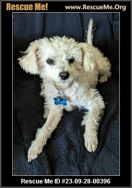 - California Maltese Rescue - ADOPTIONS - Rescue Me!