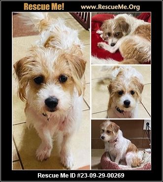 - Texas Jack Russell Rescue - ADOPTIONS - Rescue Me!