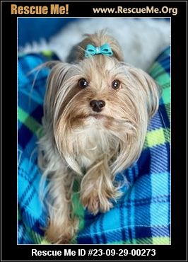 - Arizona Yorkie Rescue - ADOPTIONS - Rescue Me!