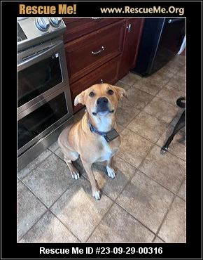 - Mississippi Dog Rescue - ADOPTIONS - Rescue Me!