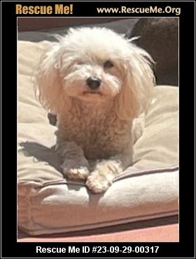 - California Maltese Rescue - ADOPTIONS - Rescue Me!
