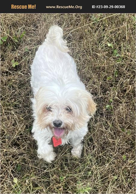 ADOPT 23092900368 ~ Maltese Rescue ~ Franklin County, OH