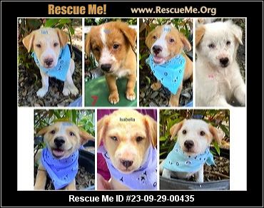 - New York Dog Rescue - ADOPTIONS - Rescue Me!