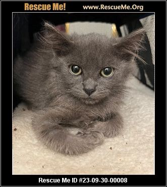 - California Cat Rescue - ADOPTIONS - Rescue Me!