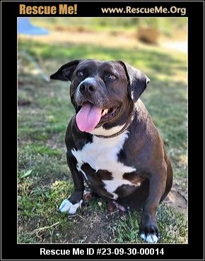 - California Pit Bull Rescue - ADOPTIONS - Rescue Me!