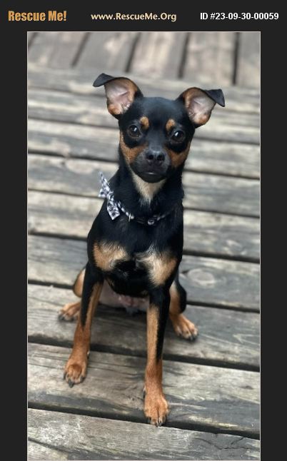 ADOPT 23093000059 ~ Miniature Pinscher Rescue ~ Tomah, WI