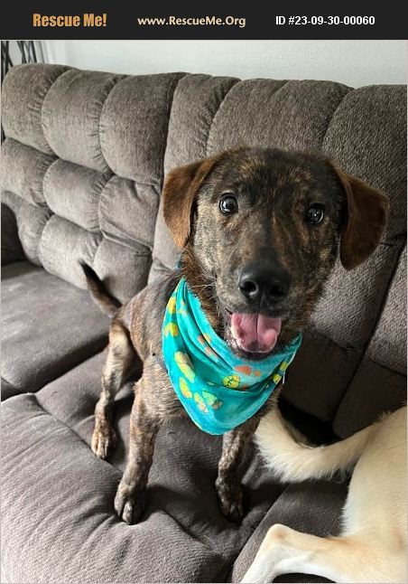 ADOPT 23093000060 ~ Mountain Cur Rescue ~ Tomah, WI