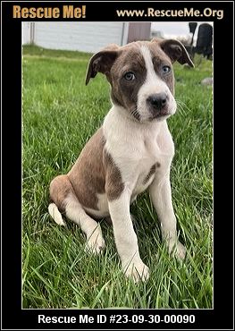 - Wisconsin Dog Rescue - ADOPTIONS - Rescue Me!