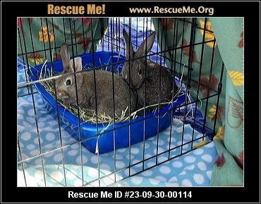 - California Rabbit Rescue - ADOPTIONS - Rescue Me!