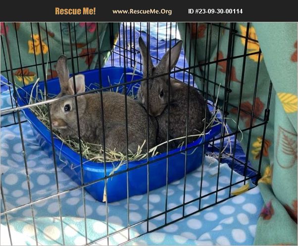 ADOPT 23093000114 ~ Rabbit Rescue ~ San Francisco, CA
