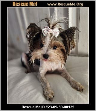 - Arizona Yorkie Rescue - ADOPTIONS - Rescue Me!