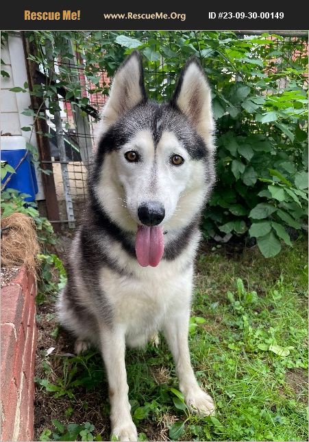 ADOPT 23093000149 ~ Siberian Husky Rescue ~ Lancaster, PA