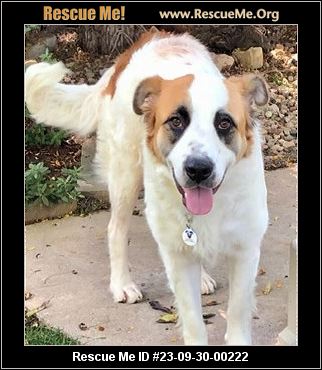 - Colorado Dog Rescue - ADOPTIONS - Rescue Me!