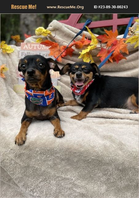 ADOPT 23093000243 ~ Miniature Pinscher Rescue ~ Sebring, FL