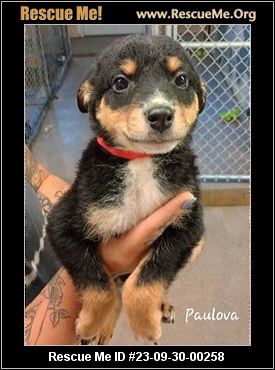 - Colorado Dog Rescue - ADOPTIONS - Rescue Me!