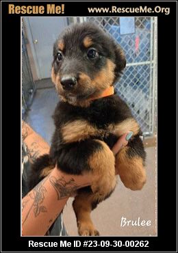 - Colorado Dog Rescue - ADOPTIONS - Rescue Me!