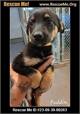 - Colorado Dog Rescue - ADOPTIONS - Rescue Me!