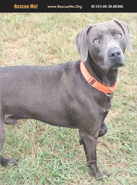 ADOPT 23093000306 ~ Weimaraner Rescue ~ INVERNESS, FL