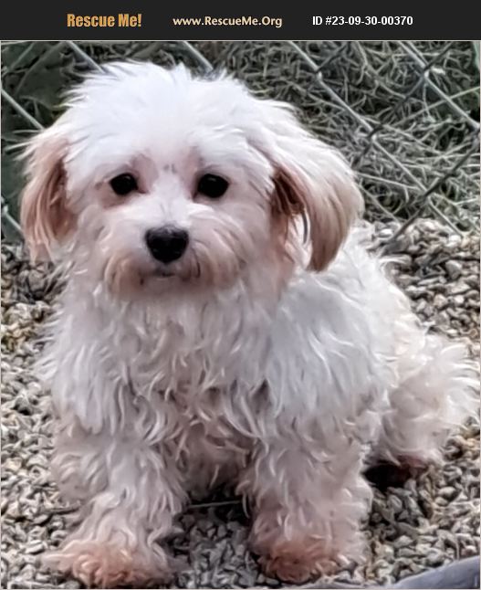 ADOPT 23093000370 ~ Maltese Rescue ~ Los Angeles, CA