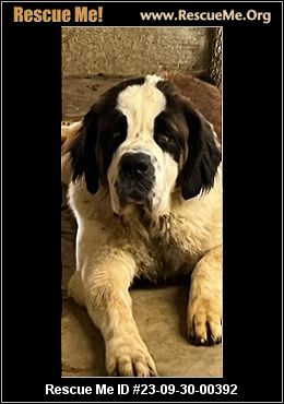 - Texas Saint Bernard Rescue - ADOPTIONS - Rescue Me!