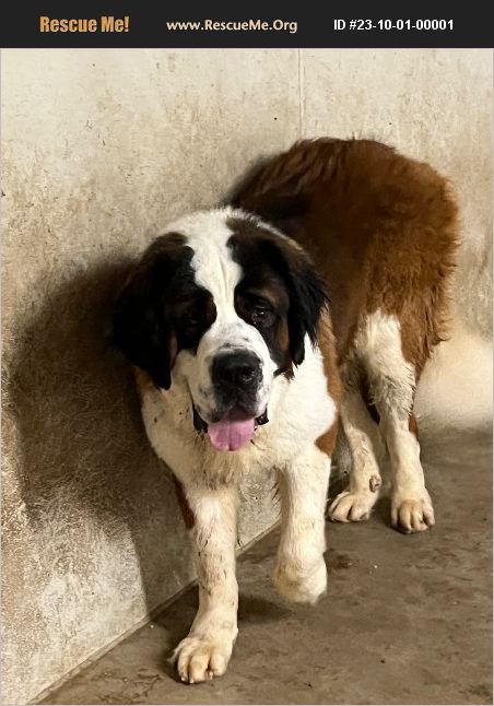 ADOPT 23100100001 ~ Saint Bernard Rescue ~ Bertram, TX