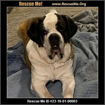 - Texas Saint Bernard Rescue - ADOPTIONS - Rescue Me!