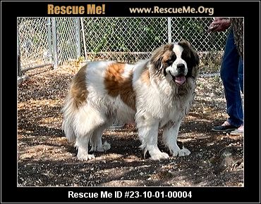 - Texas Saint Bernard Rescue - ADOPTIONS - Rescue Me!