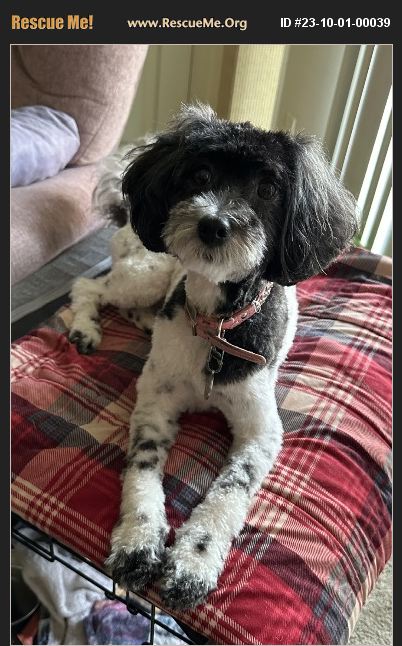 ADOPT 23100100039 ~ Poodle Rescue ~ Lancaster, PA