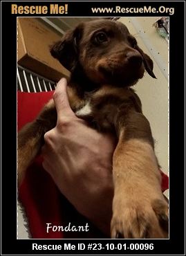 - Colorado Dog Rescue - ADOPTIONS - Rescue Me!