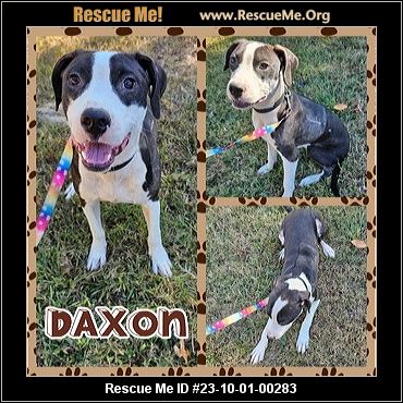 - South Carolina Dog Rescue - ADOPTIONS - Rescue Me!