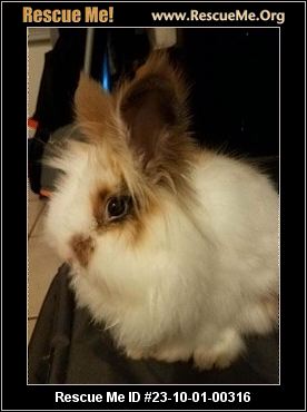 - Illinois Rabbit Rescue - ADOPTIONS - Rescue Me!