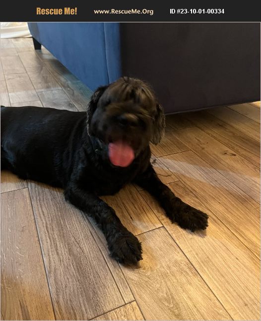 ADOPT 23100100334 ~ Schnauzer Rescue ~ Boca Raton, FL