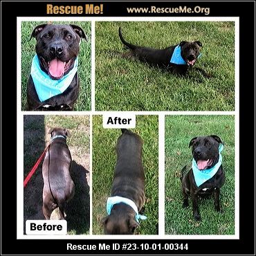 - Virginia Dog Rescue - ADOPTIONS - Rescue Me!