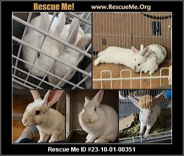 - Washington Rabbit Rescue - ADOPTIONS - Rescue Me!