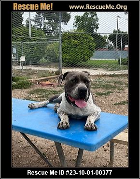 - California American Bulldog Rescue - ADOPTIONS - Rescue Me!
