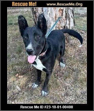 - Virginia Dog Rescue - ADOPTIONS - Rescue Me!