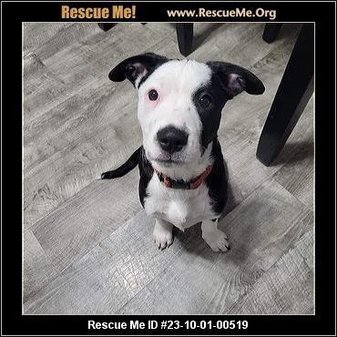 - Wisconsin Dog Rescue - ADOPTIONS - Rescue Me!