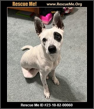 - North Carolina Dog Rescue - ADOPTIONS - Rescue Me!