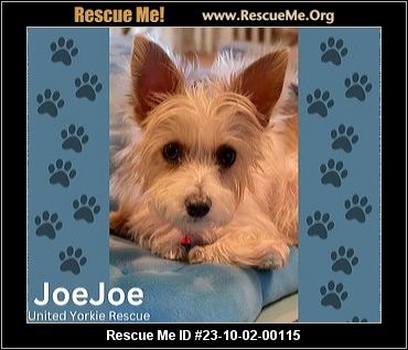- Texas Yorkie Rescue - ADOPTIONS - Rescue Me!