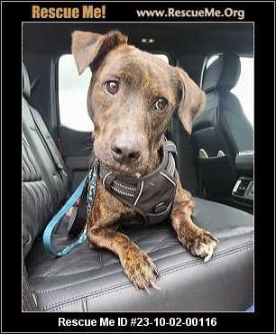 - North Carolina Dog Rescue - ADOPTIONS - Rescue Me!