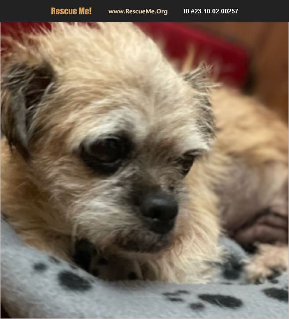 ADOPT 23100200257 ~ Lhasa Apso Rescue ~ San Diego, CA