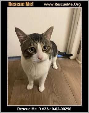 Michigan Cat Rescue Adoptions Rescue Me