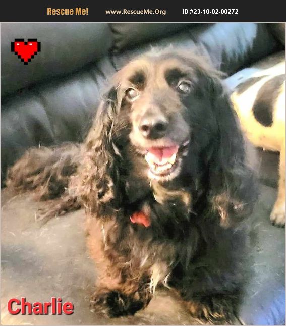 ADOPT 23100200272 ~ Cocker Spaniel Rescue ~ Bensalem, PA