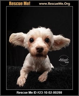 - South Carolina Dog Rescue - ADOPTIONS - Rescue Me!