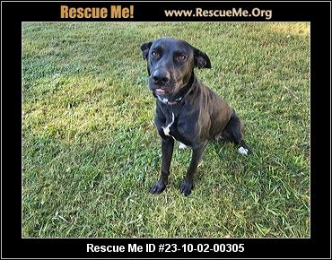 - North Carolina Dog Rescue - ADOPTIONS - Rescue Me!
