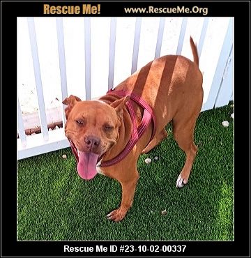 - Florida American Bulldog Rescue - ADOPTIONS - Rescue Me!