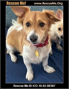 - California Corgi Rescue - ADOPTIONS - Rescue Me!