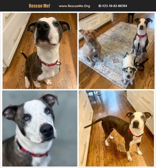 ADOPT 23100200394 ~ Great Dane Rescue ~ Stratford, CT