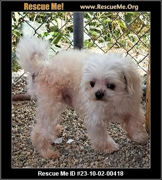 - California Maltese Rescue - ADOPTIONS - Rescue Me!